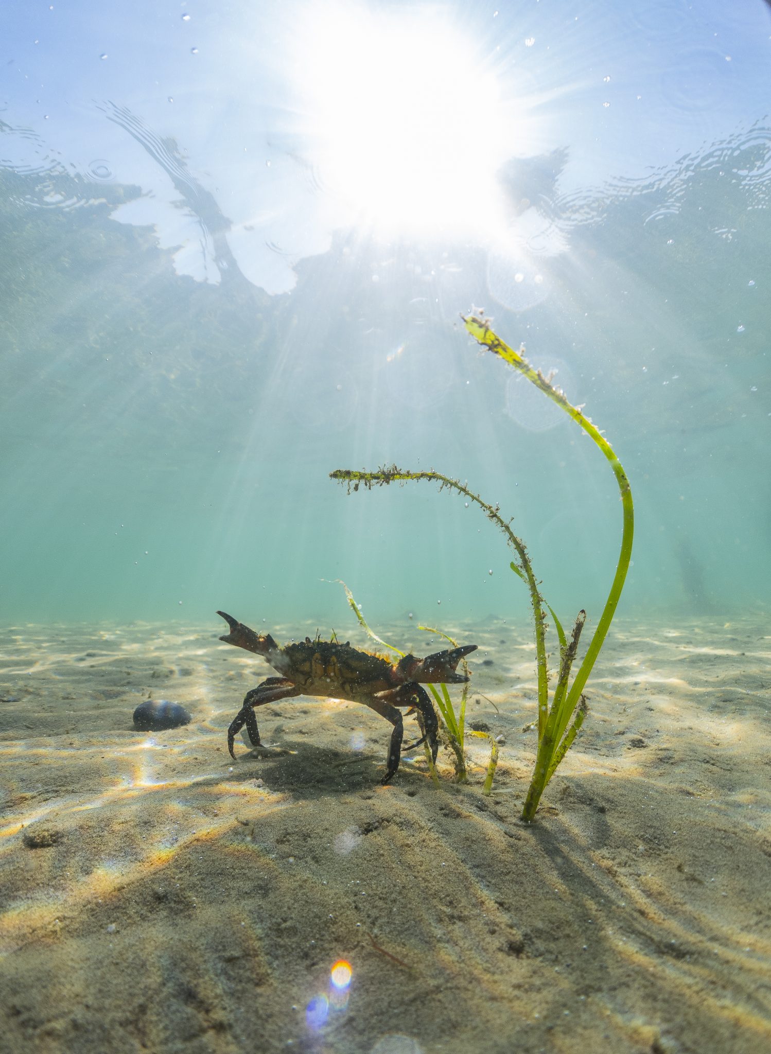 Solent Seascape Project Winter Talk: Isle of Wight Marine Natural ...