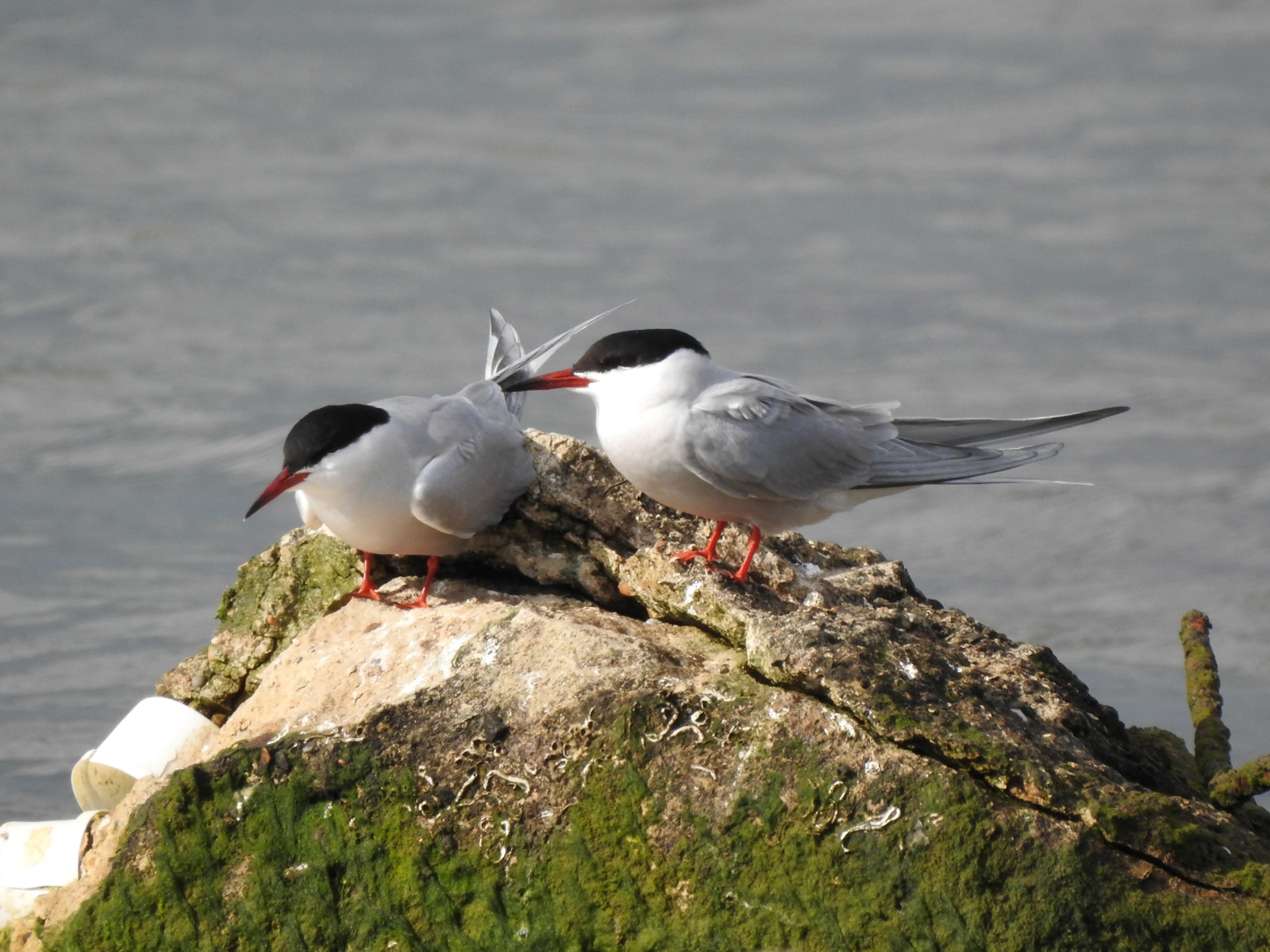 Solent Seascape Project Talk: Beach nesting birds - Solent Seascape