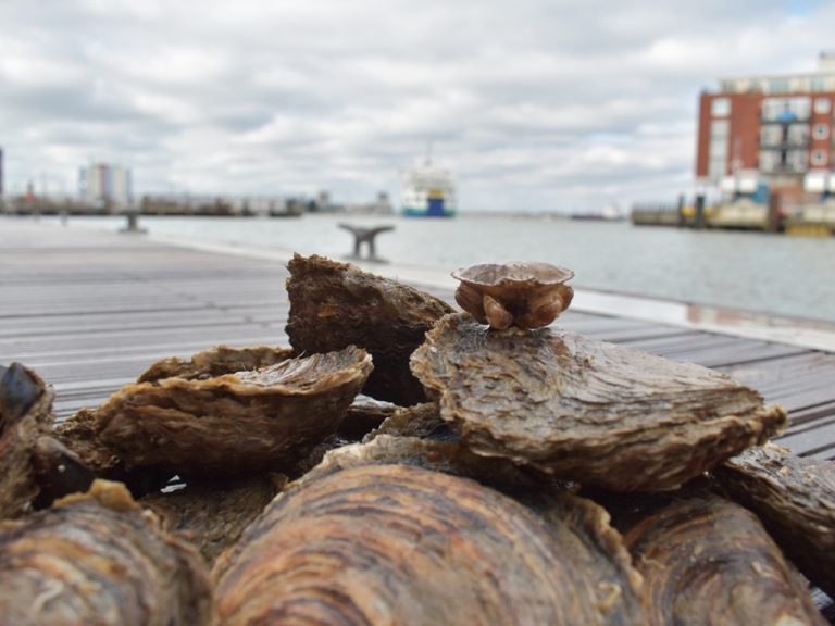 Oyster Reef Restoration & Protection | Solent Seascape Project