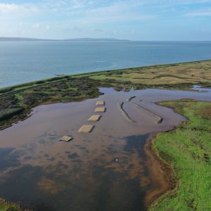 Habitat Restoration & Protection | Solent Seascape Project