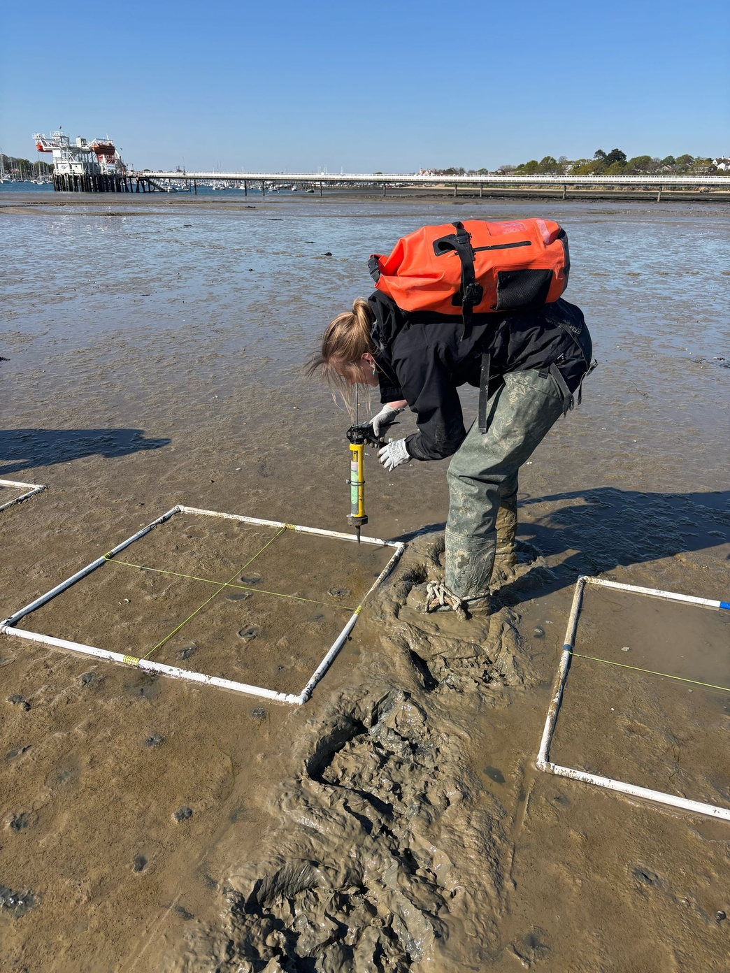 Seagrass returns to the River Hamble | Solent Seascape Project