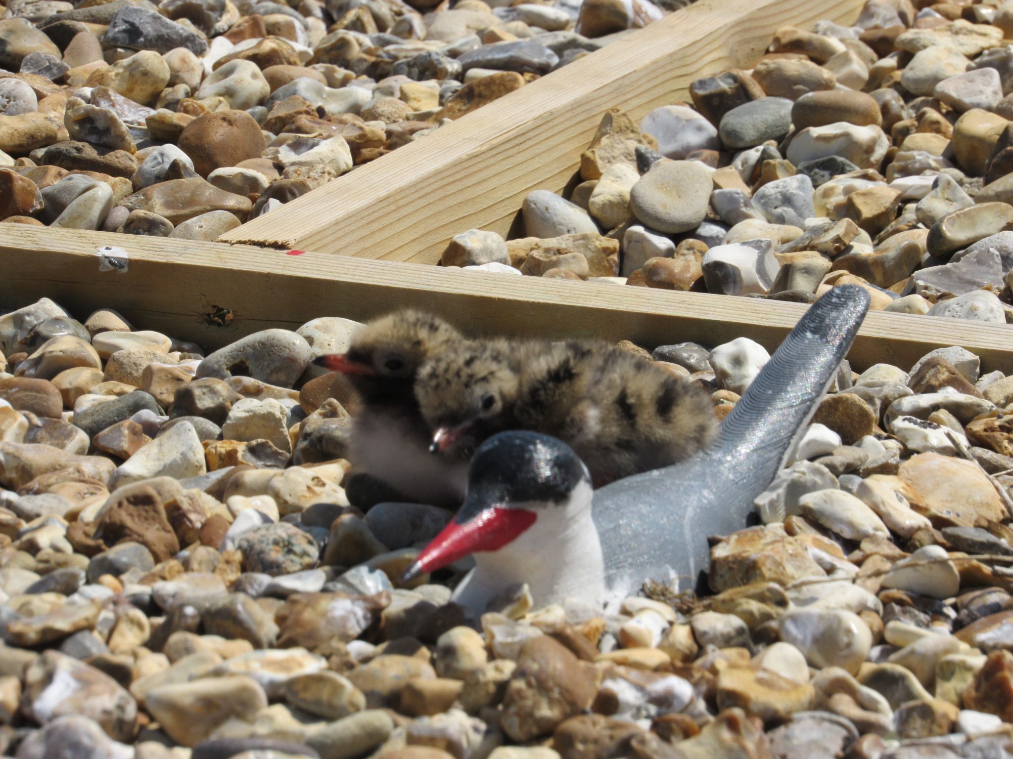 Medmerry seabirds charmed with decoys and floating nests | Solent ...